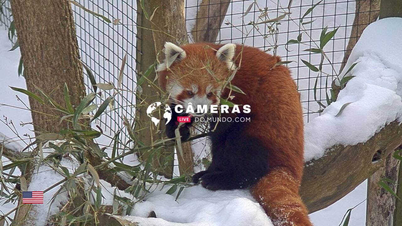 Red Pandas, Trevor Zoo Live Stream Webcam | Live webcams