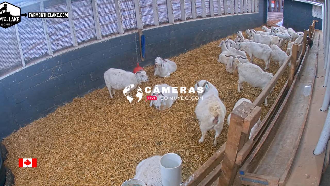 Live Webcam Goat Ontario, Canada (Goat village) | Live webcams