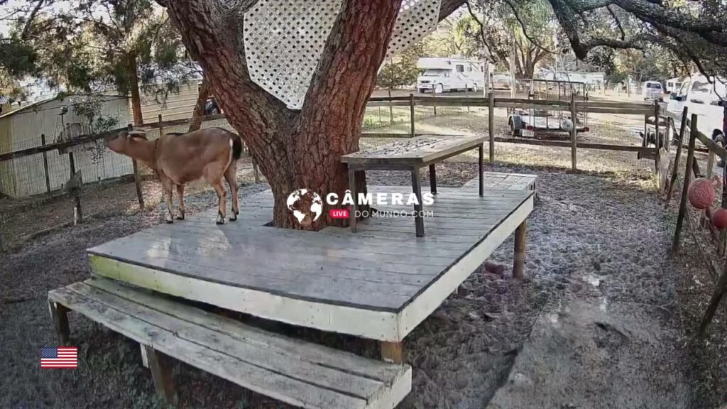 Live Coral City Webcam Stream Urban Reef, Miami, Florida, USA | Live ...