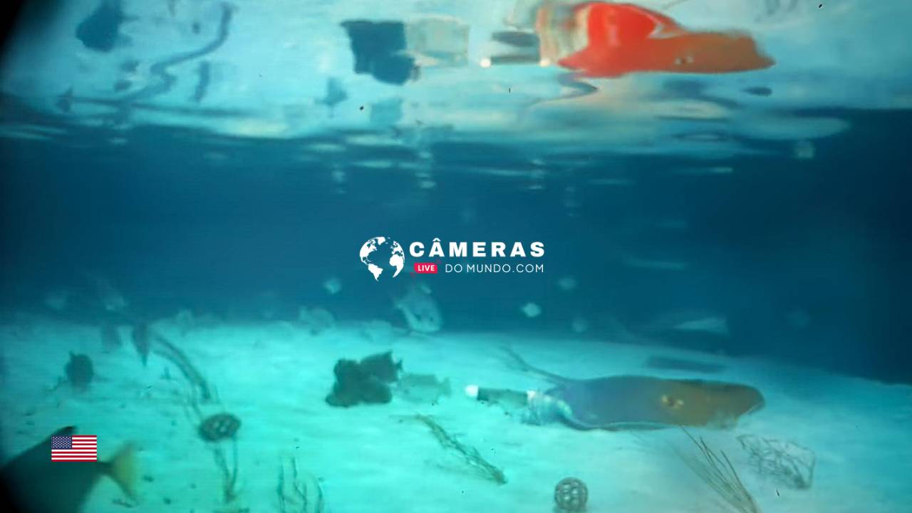 Live Webcam Shark Lagoon, Steinhart Aquarium, San Francisco, Ca