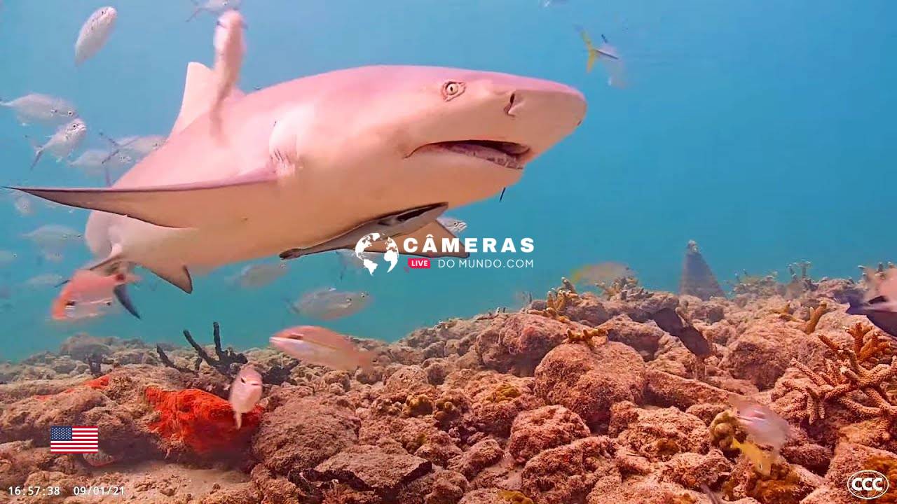 Live Coral City Webcam Stream Urban Reef, Miami, Florida, USA | Live ...