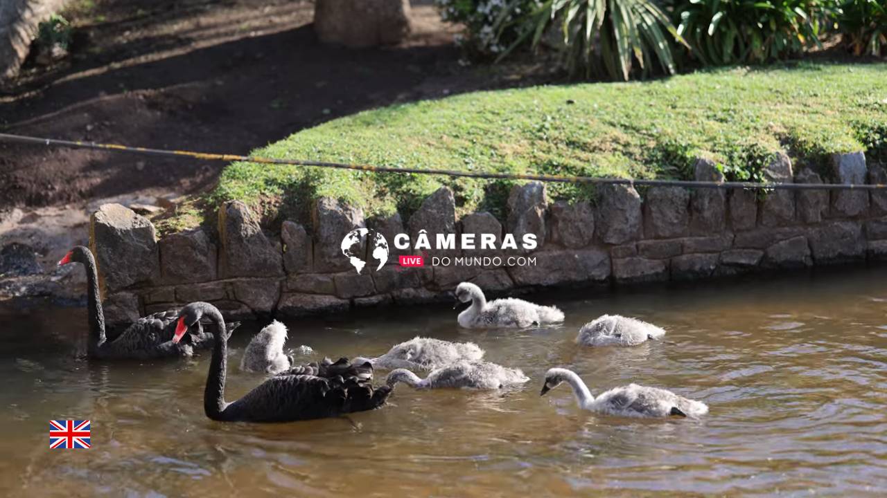 Live Stream Webcams in Devon, England | Hd Streaming